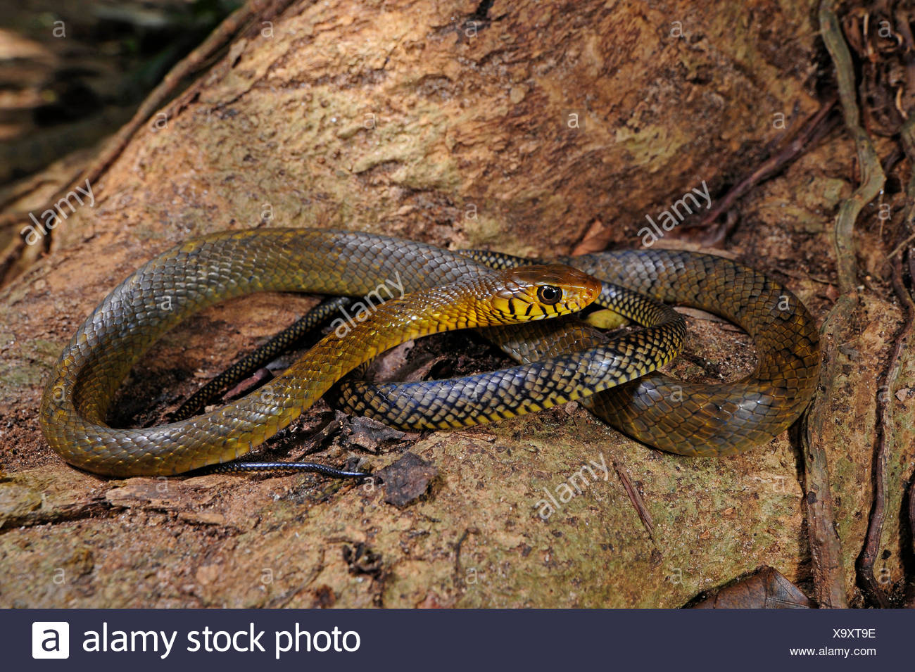 Indian Rat Snake High Resolution Stock Photography and Images - Alamy