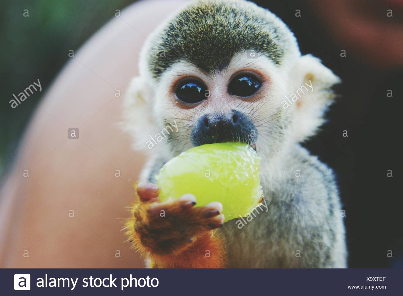 Monkey Fruit High Resolution Stock Photography and Images - Alamy