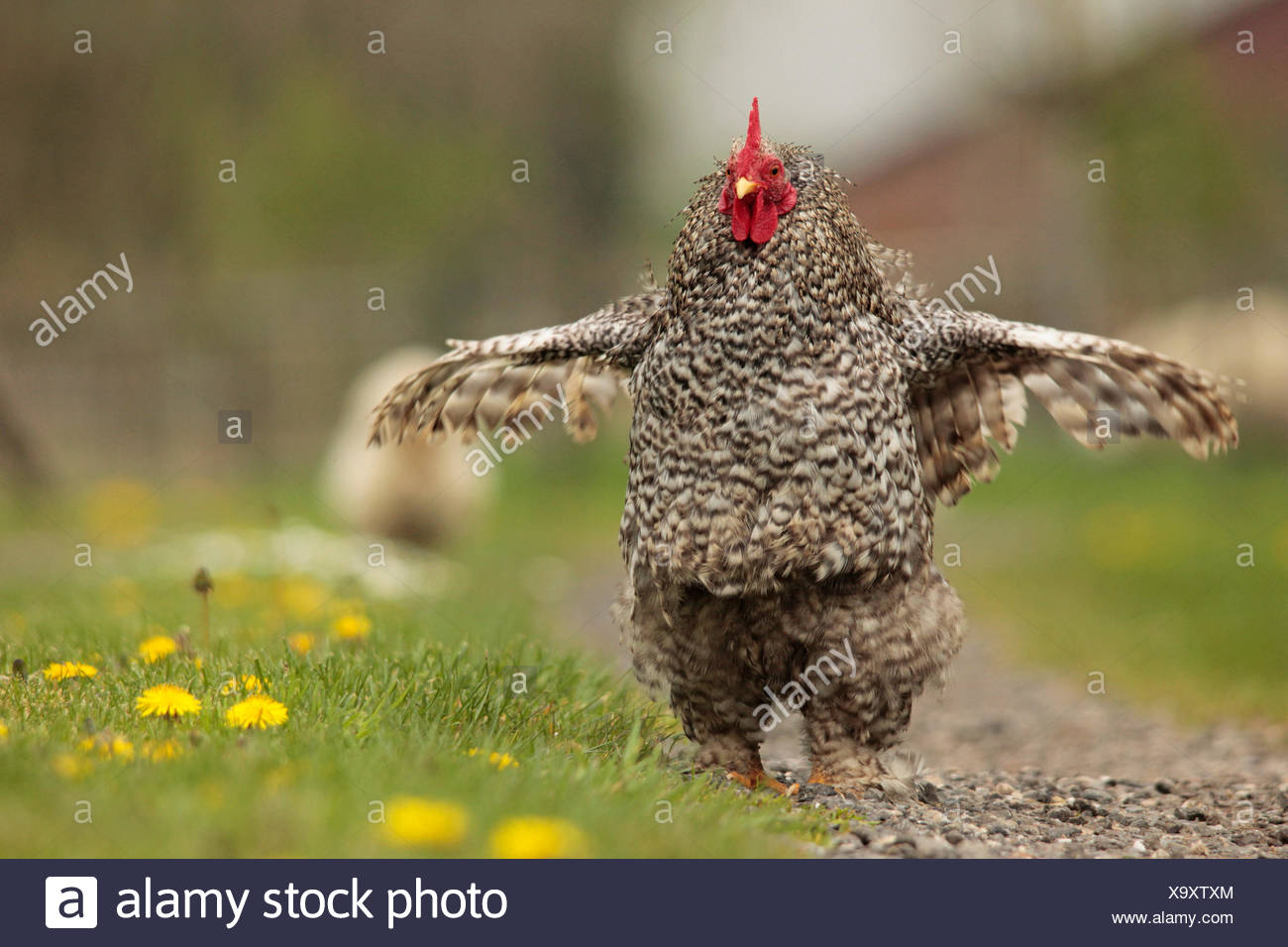 Farmyard Rooster High Resolution Stock Photography and Images - Alamy
