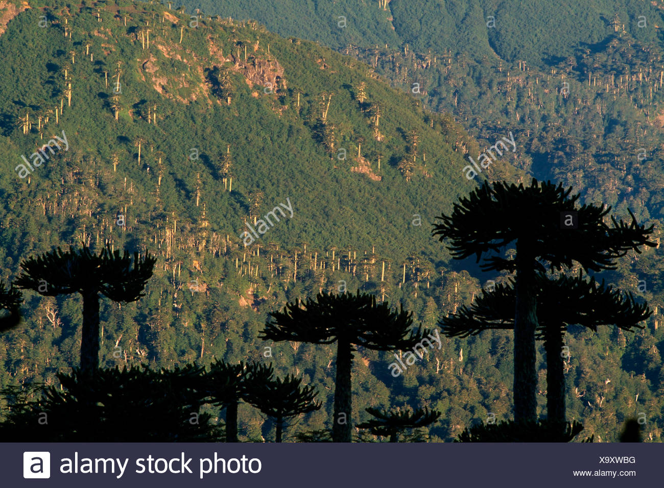 Flora Of Chile Stock Photos & Flora Of Chile Stock Images - Alamy
