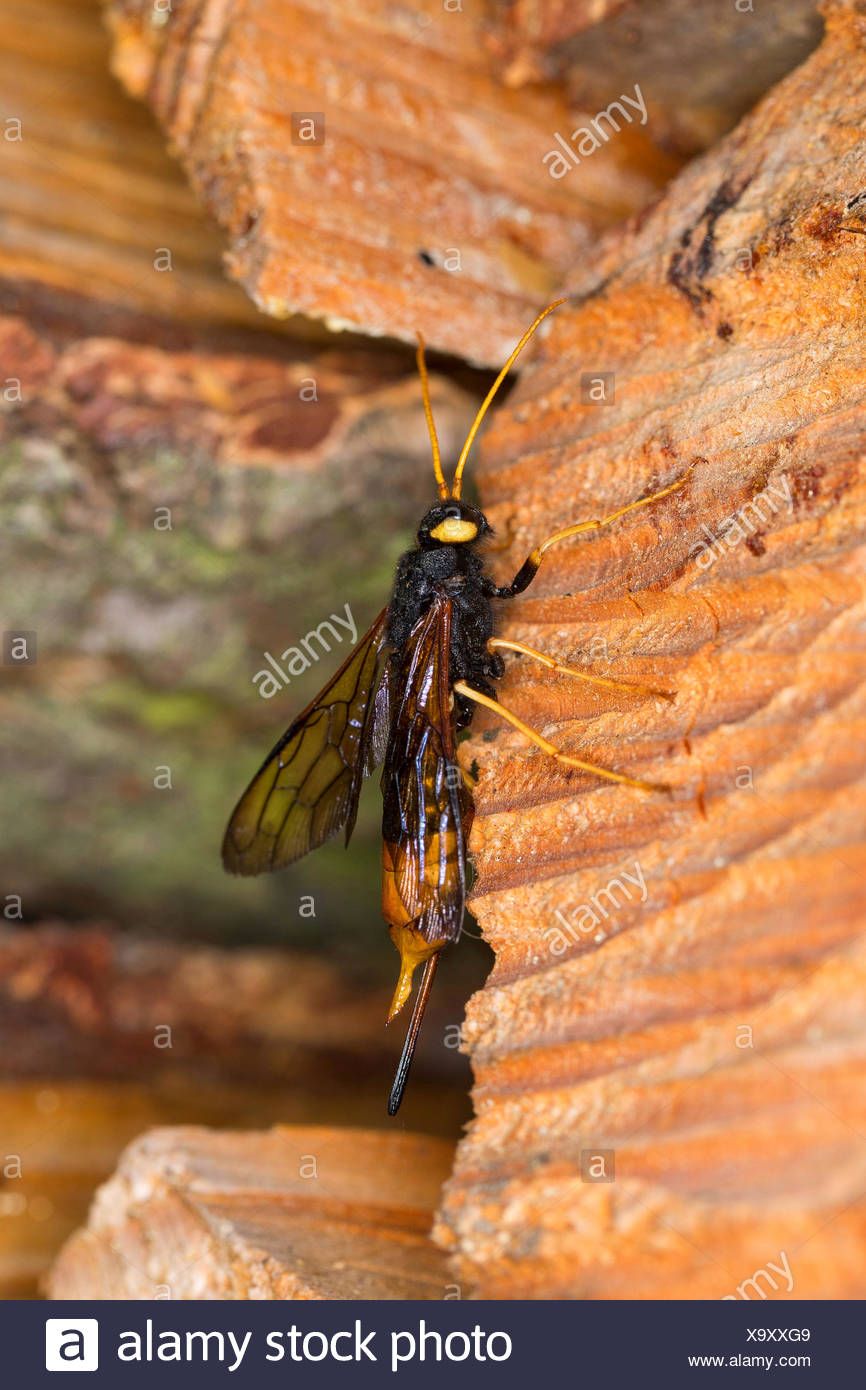 Giant Wood Wasp Giant Horntail High Resolution Stock Photography and ...