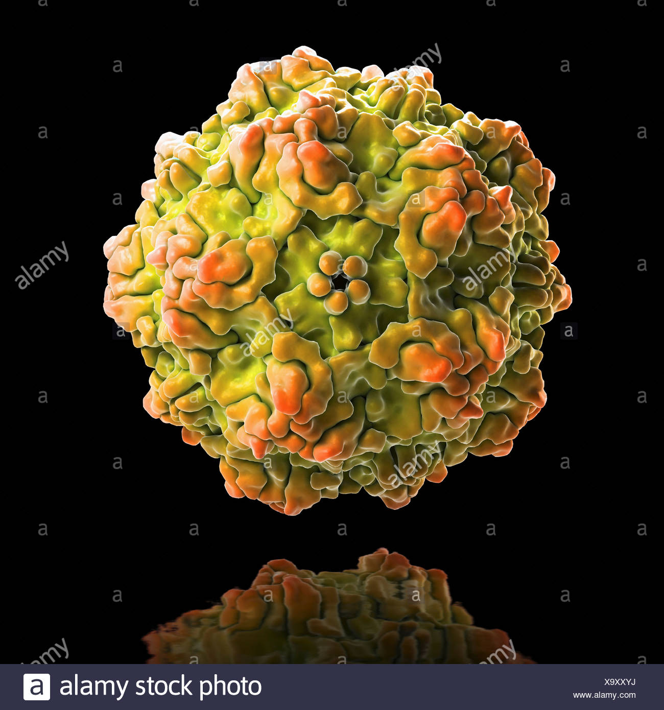 Parvovirus Stock Photos & Parvovirus Stock Images - Alamy