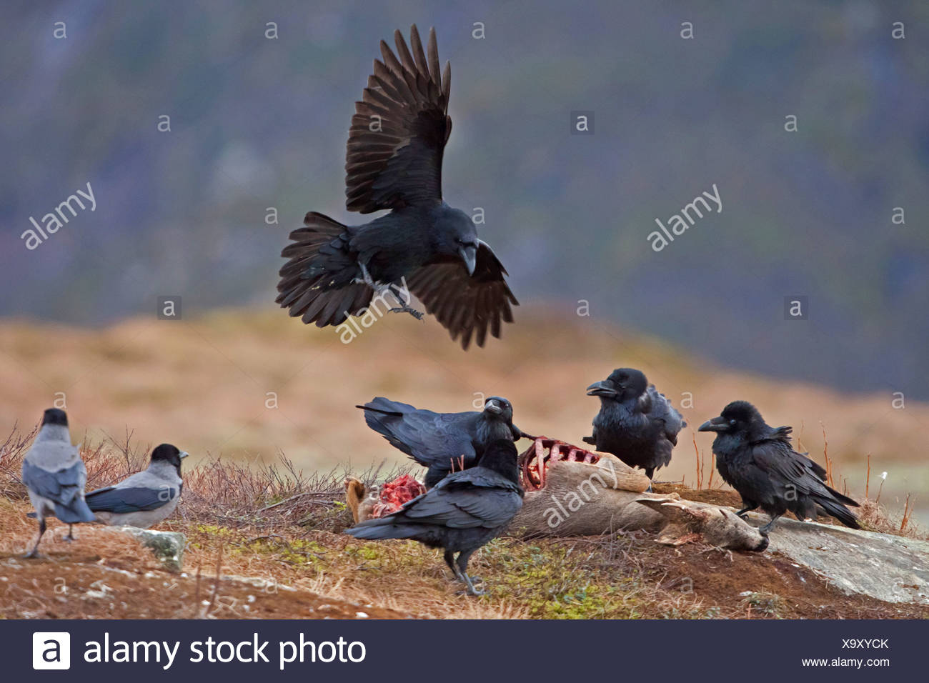 Feed On Dead Carrion High Resolution Stock Photography and Images - Alamy
