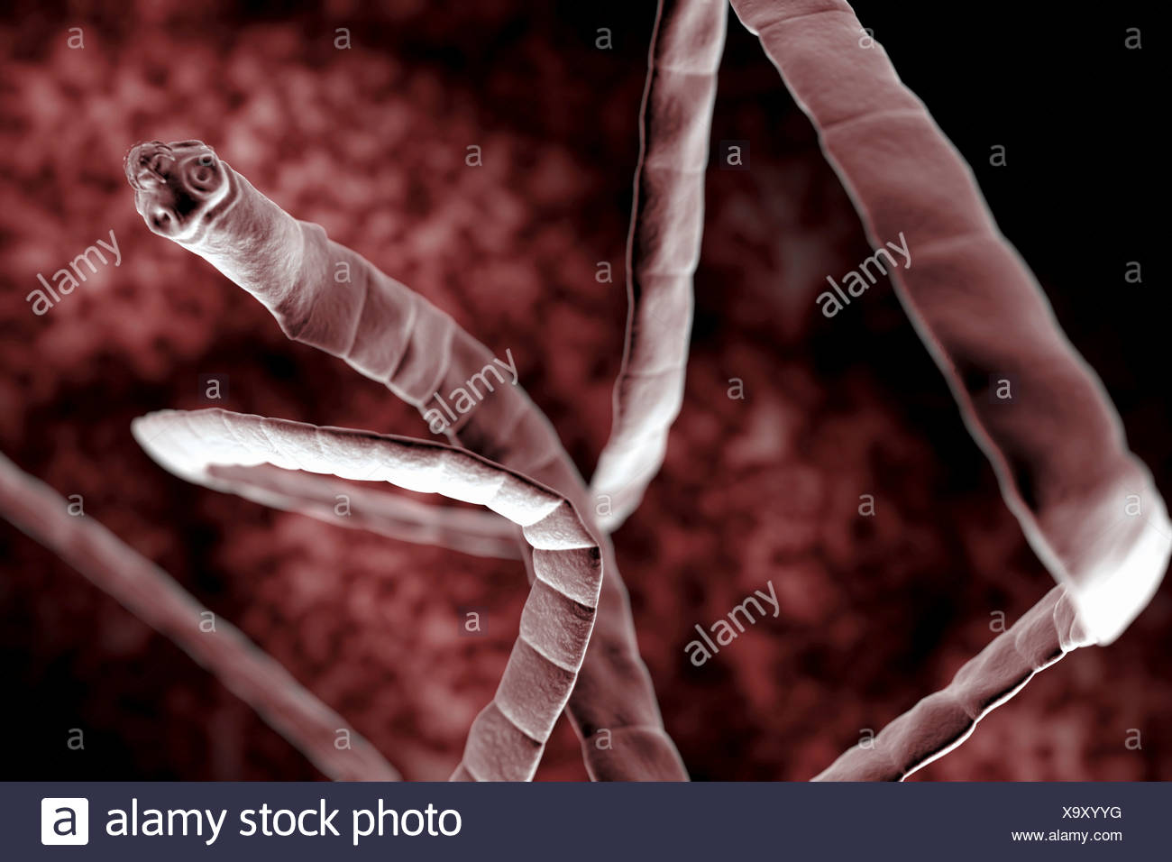 Proglottids Stock Photos & Proglottids Stock Images - Alamy