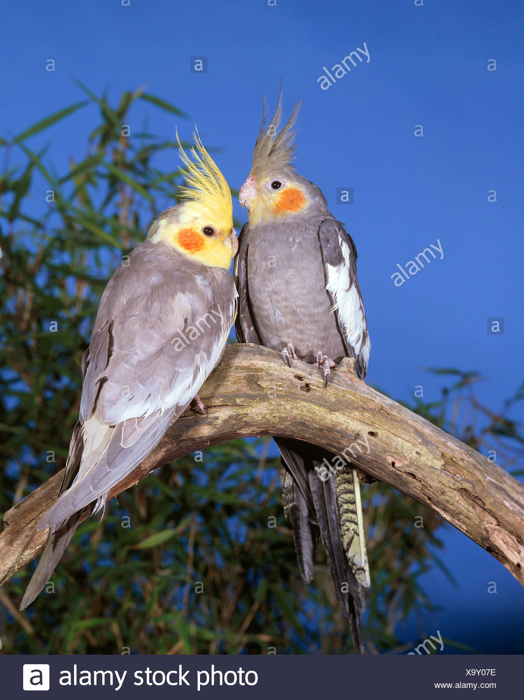 Cockatiel Couple High Resolution Stock Photography and Images - Alamy