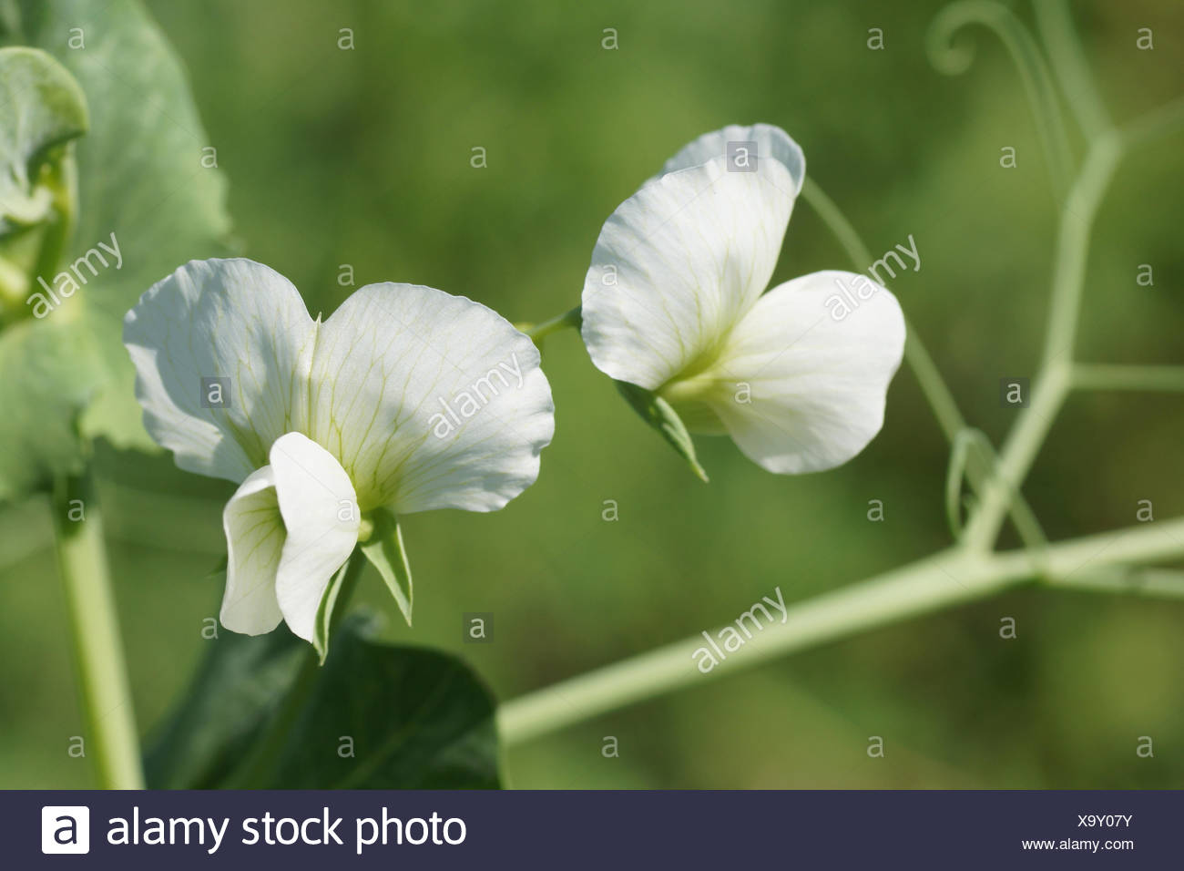 Pisum Sativum Flowers Stock Photos & Pisum Sativum Flowers Stock Images ...