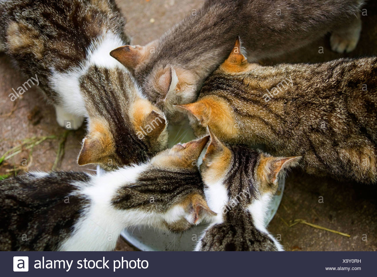 Cat From Birds Eye View Stock Photos & Cat From Birds Eye View Stock ...