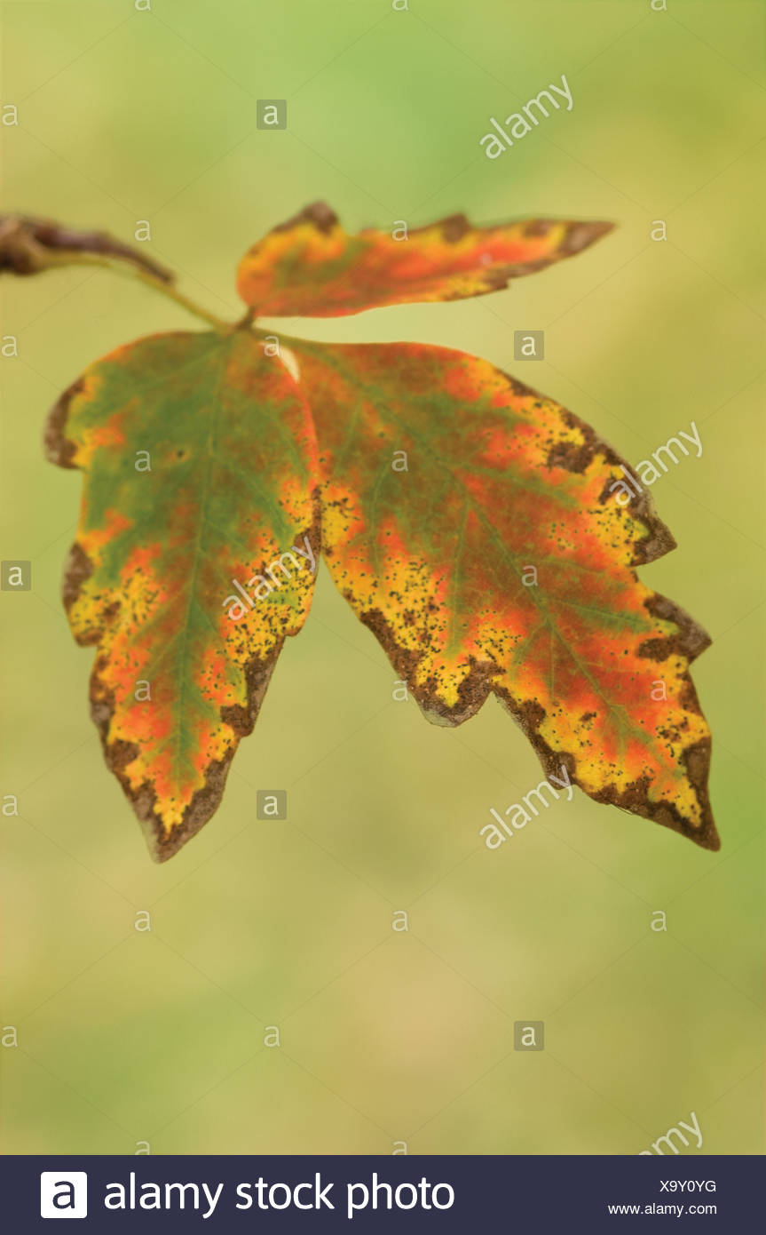 Individual Single Autumn Fall Leaf High Resolution Stock Photography ...