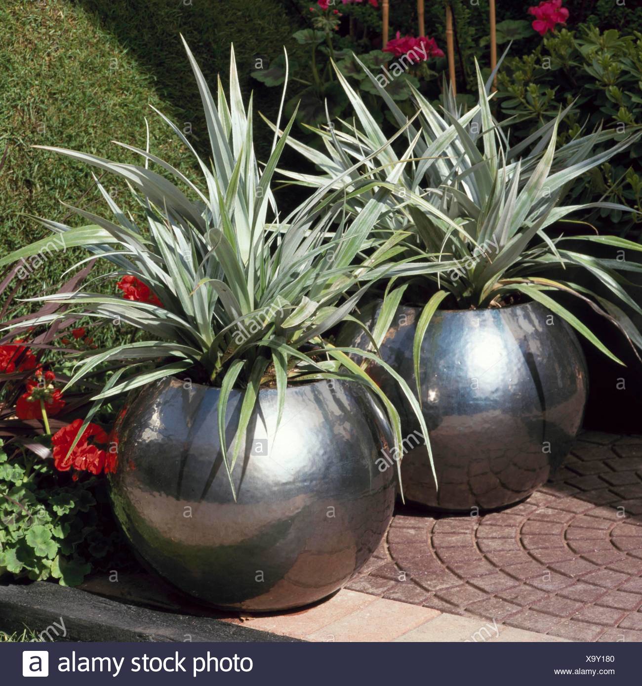 Astelia High Resolution Stock Photography and Images - Alamy