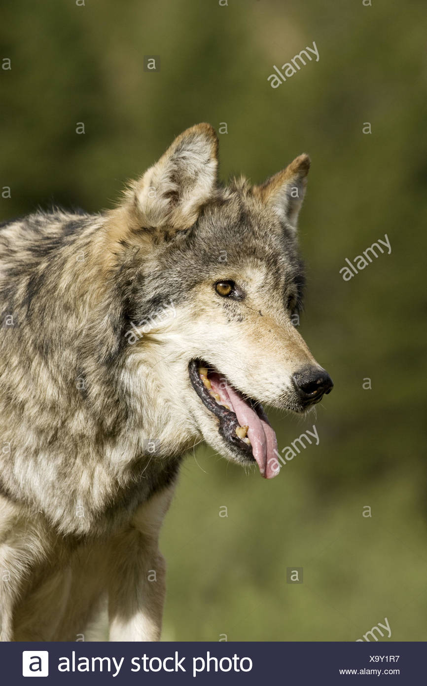 Sitting Wolf High Resolution Stock Photography and Images - Alamy
