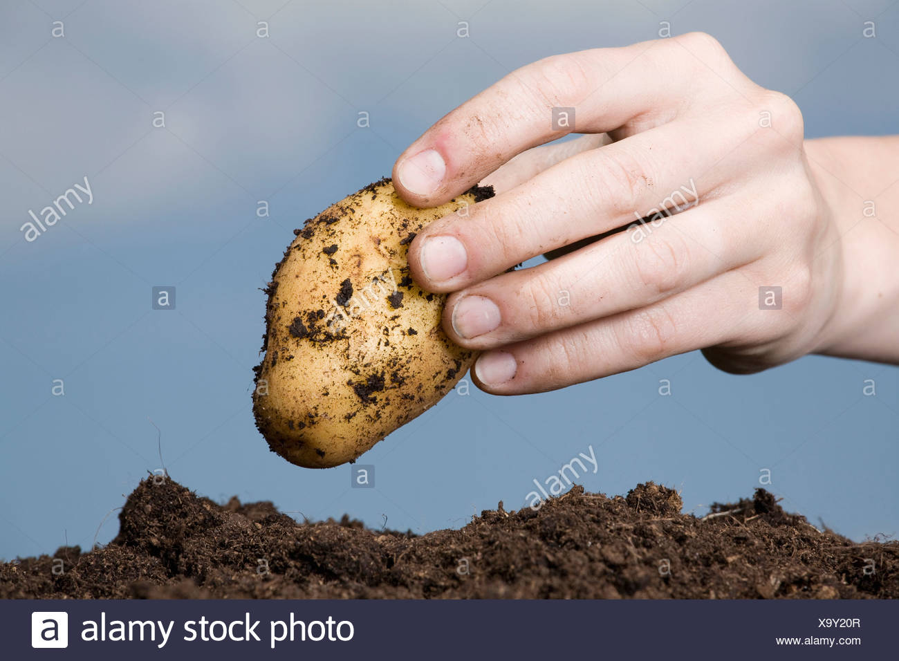 Hand Potato High Resolution Stock Photography and Images - Alamy