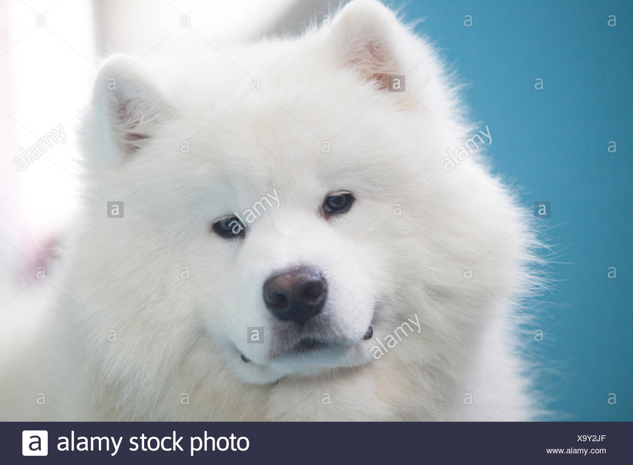 Smiling Sammy Stock Photos & Smiling Sammy Stock Images - Alamy