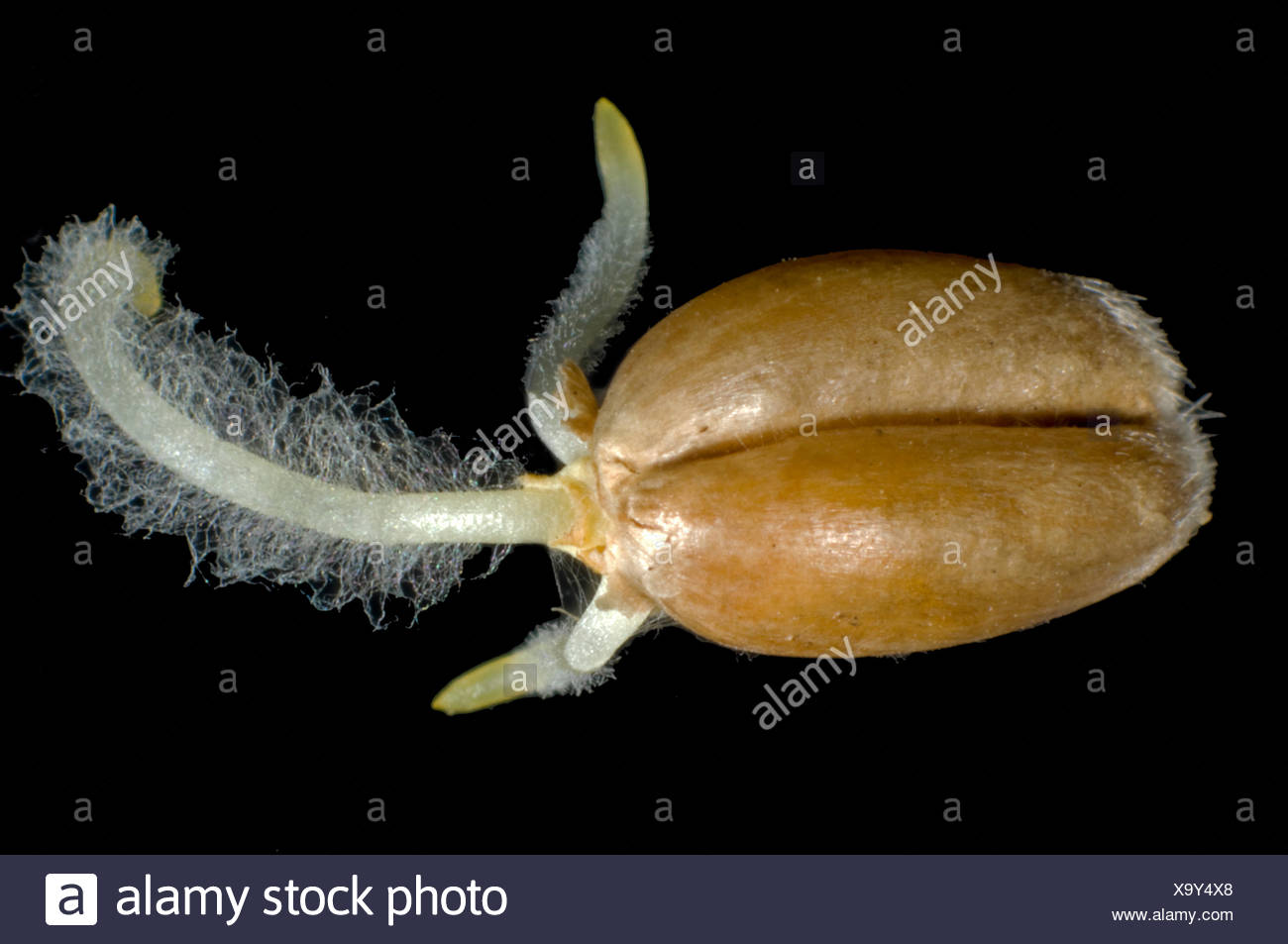 Wheat Plant Roots High Resolution Stock Photography and Images - Alamy