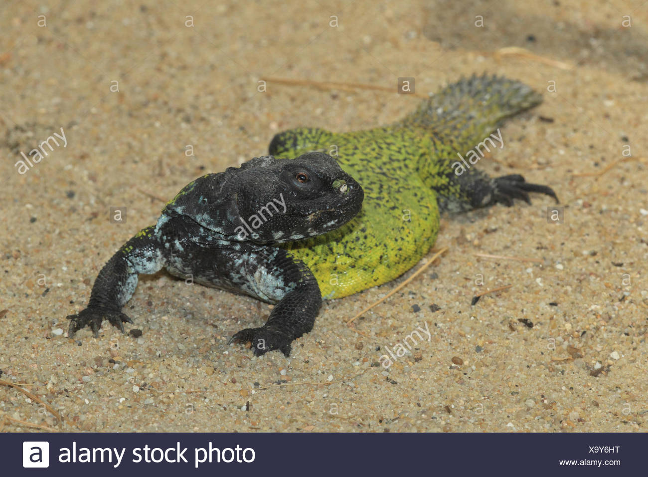 Oman Spiny Tailed Lizard High Resolution Stock Photography and Images ...