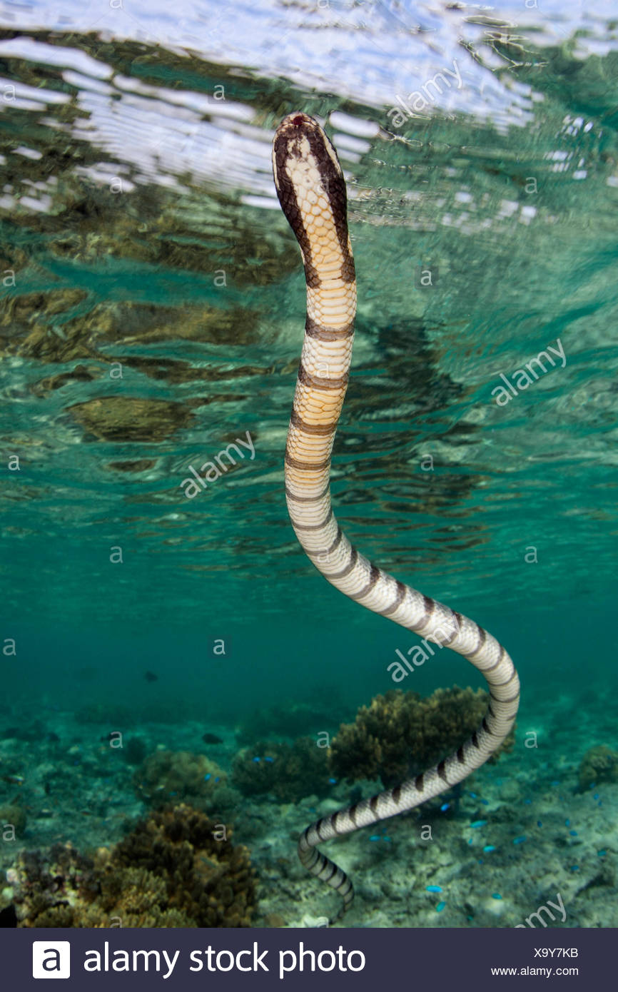 Banded Krait Snake High Resolution Stock Photography and Images - Alamy