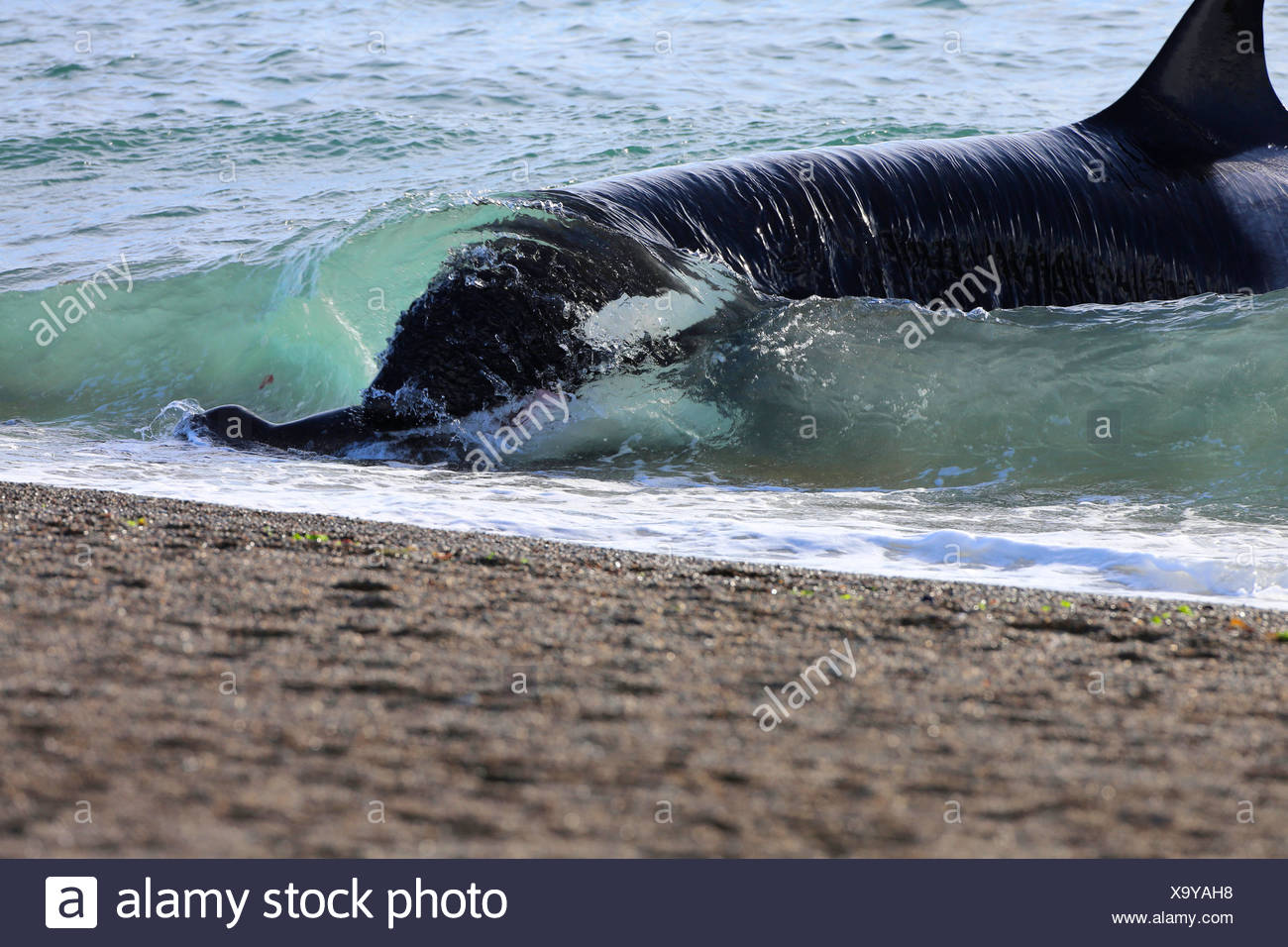 Orca Great Killer Whale Grampus High Resolution Stock Photography and ...