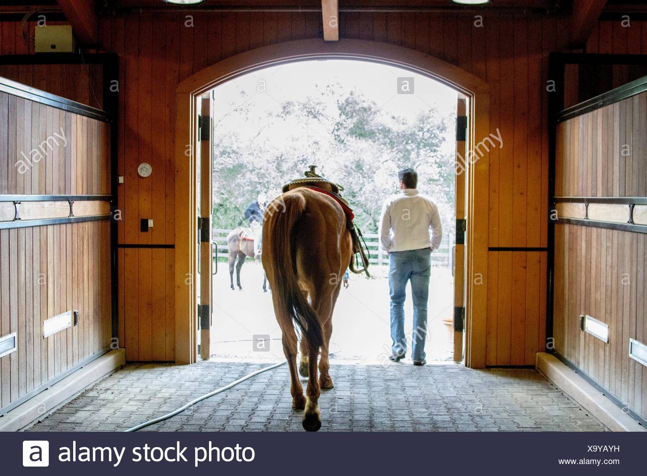 Horse Beverage High Resolution Stock Photography and Images - Alamy