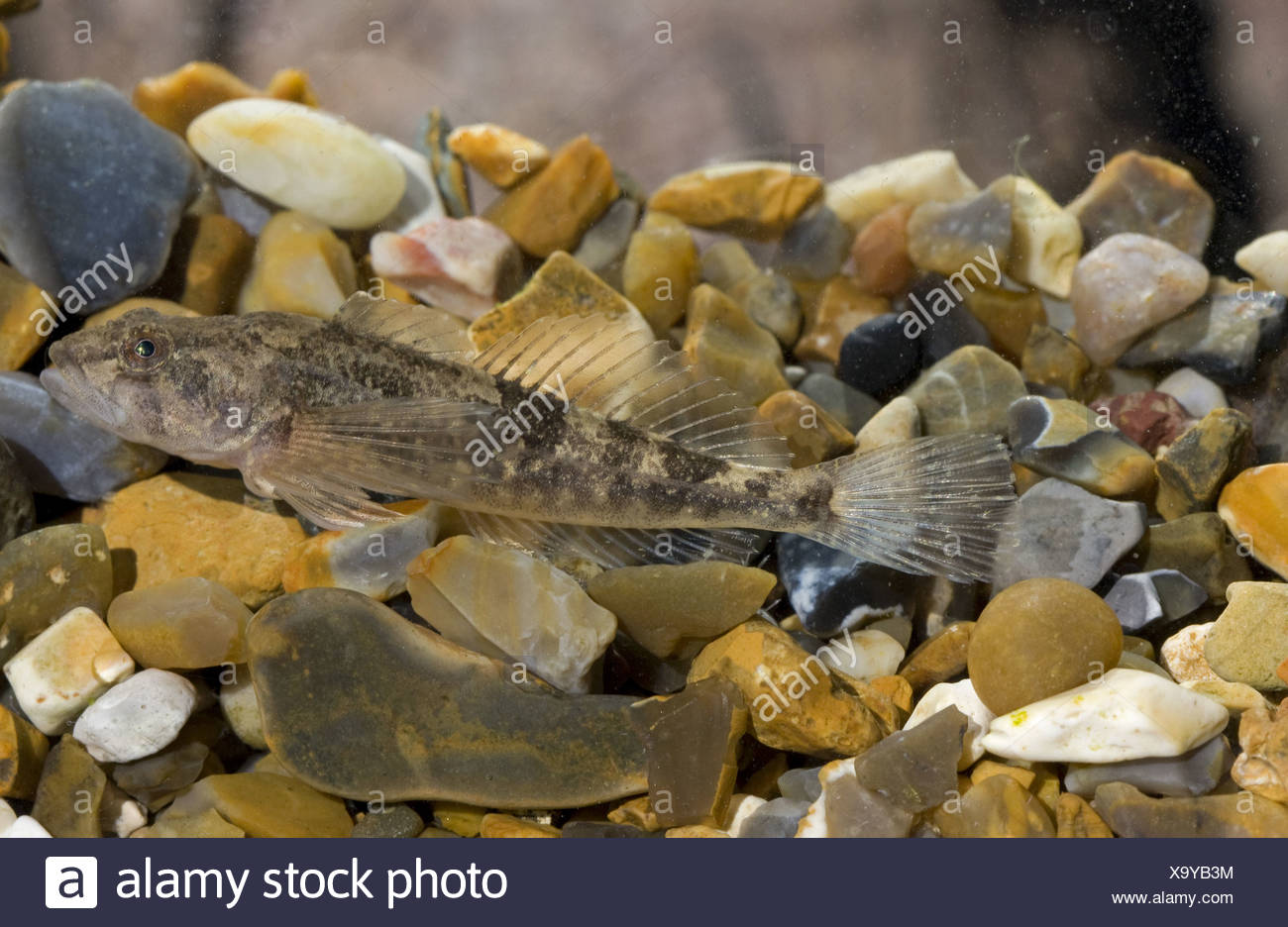 European Bullhead Fish Cottus Gobio Stock Photos & European Bullhead ...