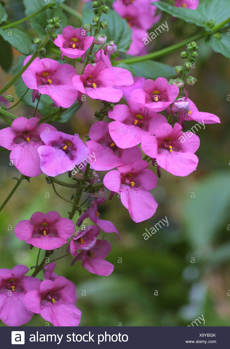 Two Barbers High Resolution Stock Photography and Images - Alamy