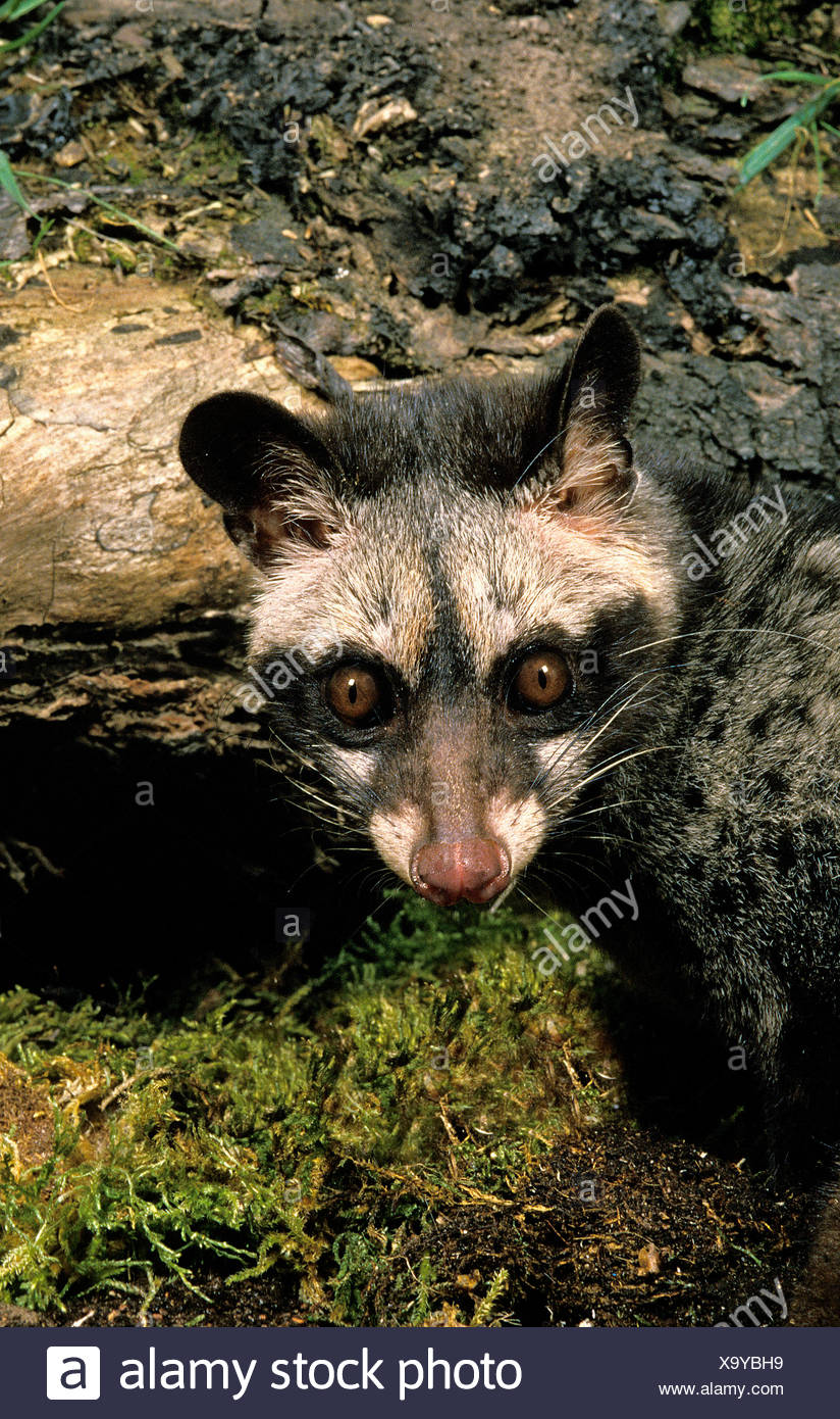 Small Spotted Genet Stock Photos & Small Spotted Genet Stock Images - Alamy
