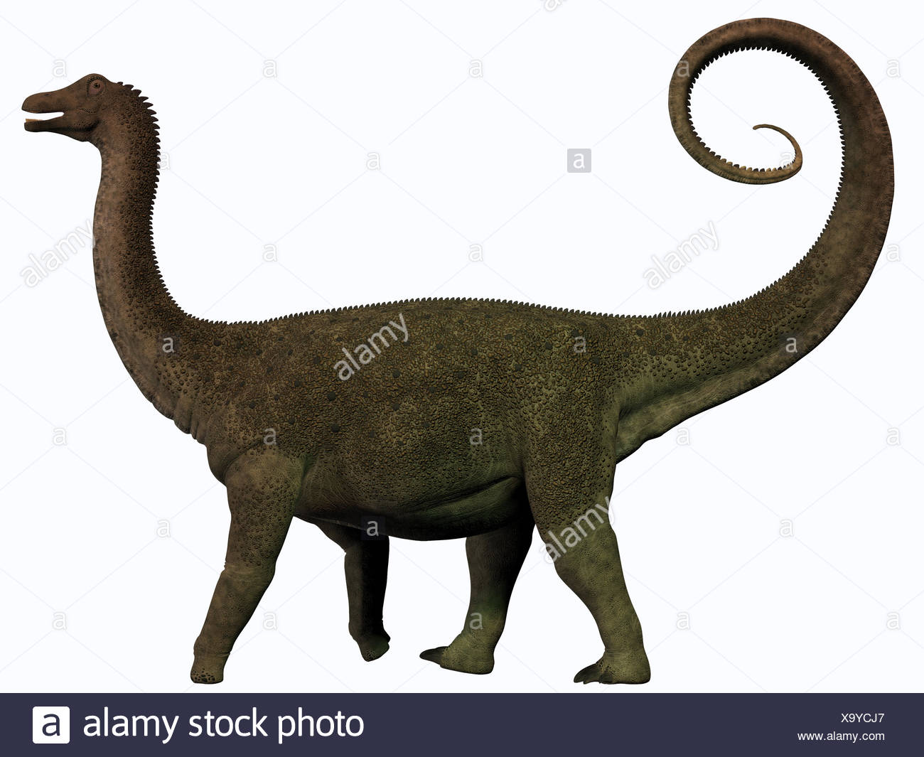 Saltasaurus High Resolution Stock Photography and Images - Alamy