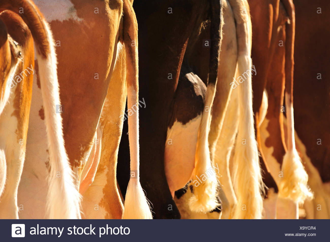 Cow Rear End Stock Photos & Cow Rear End Stock Images - Alamy