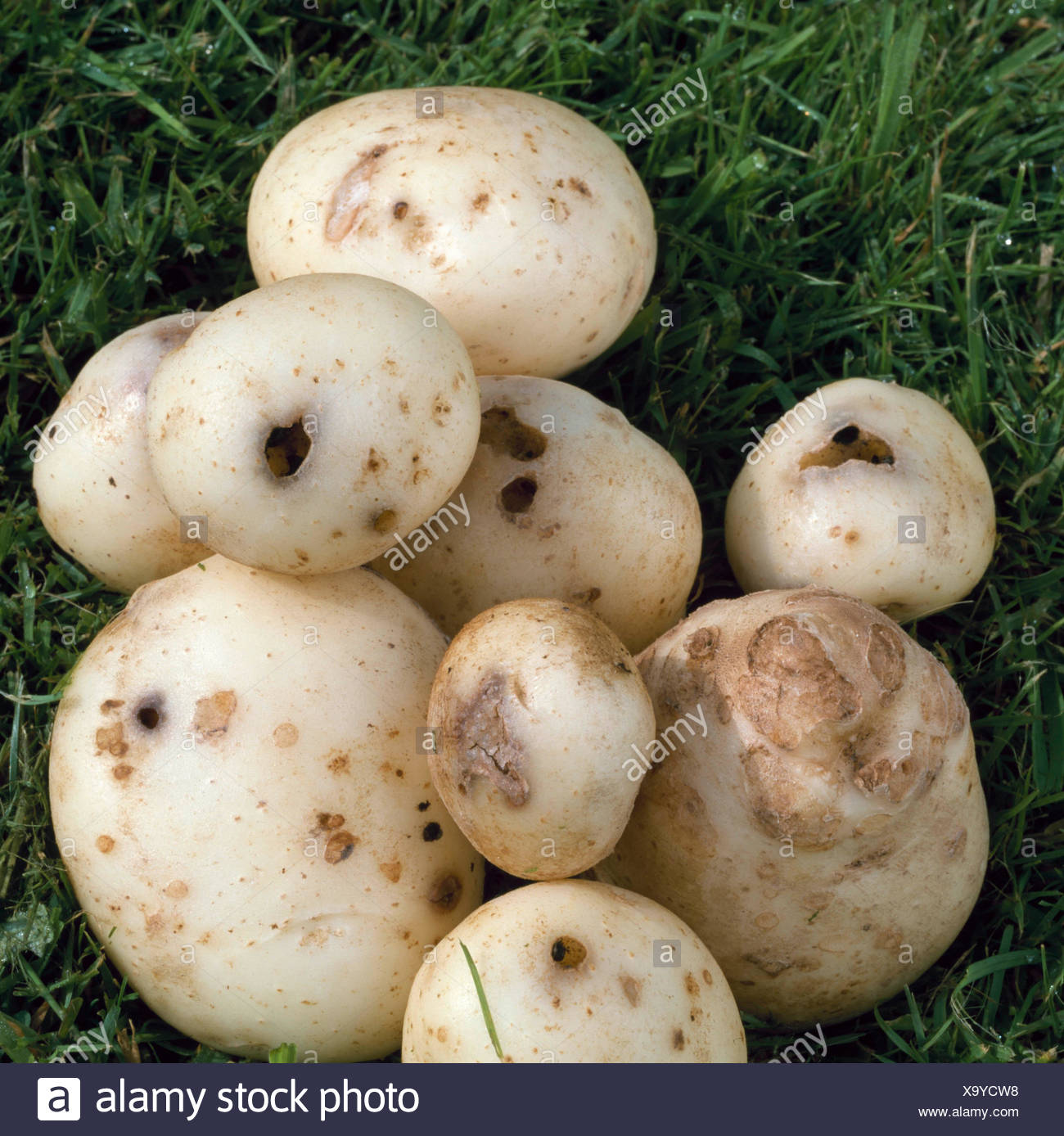 Slug Damage Stock Photos & Slug Damage Stock Images - Alamy