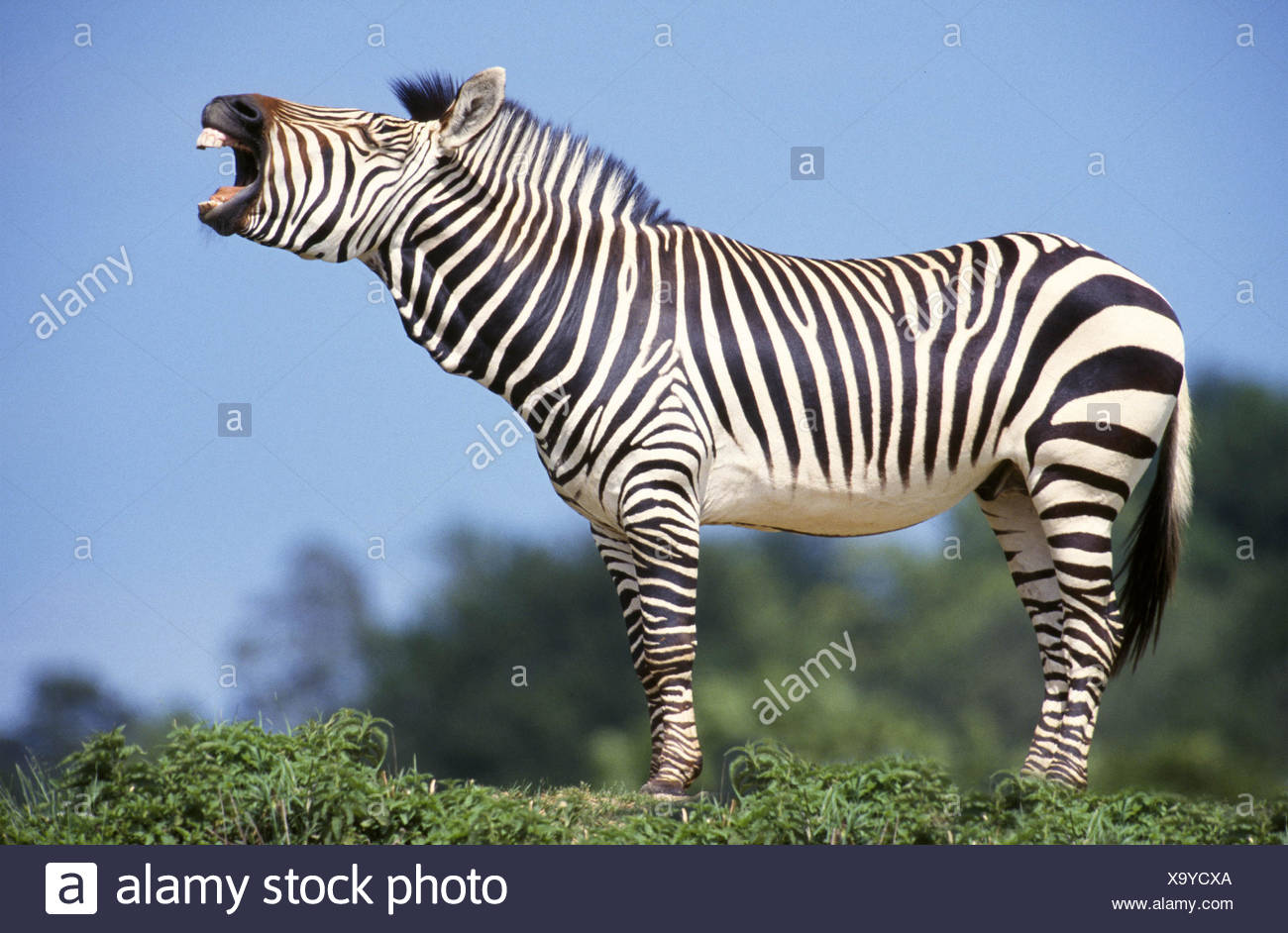 Zebra Yawning High Resolution Stock Photography and Images - Alamy