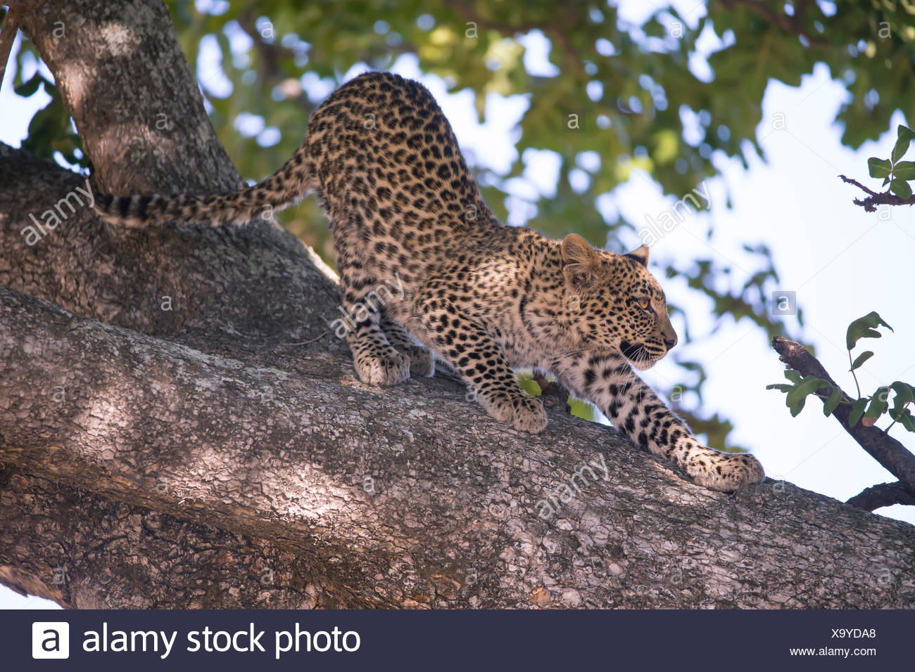 Leopard Stretching High Resolution Stock Photography and Images - Alamy