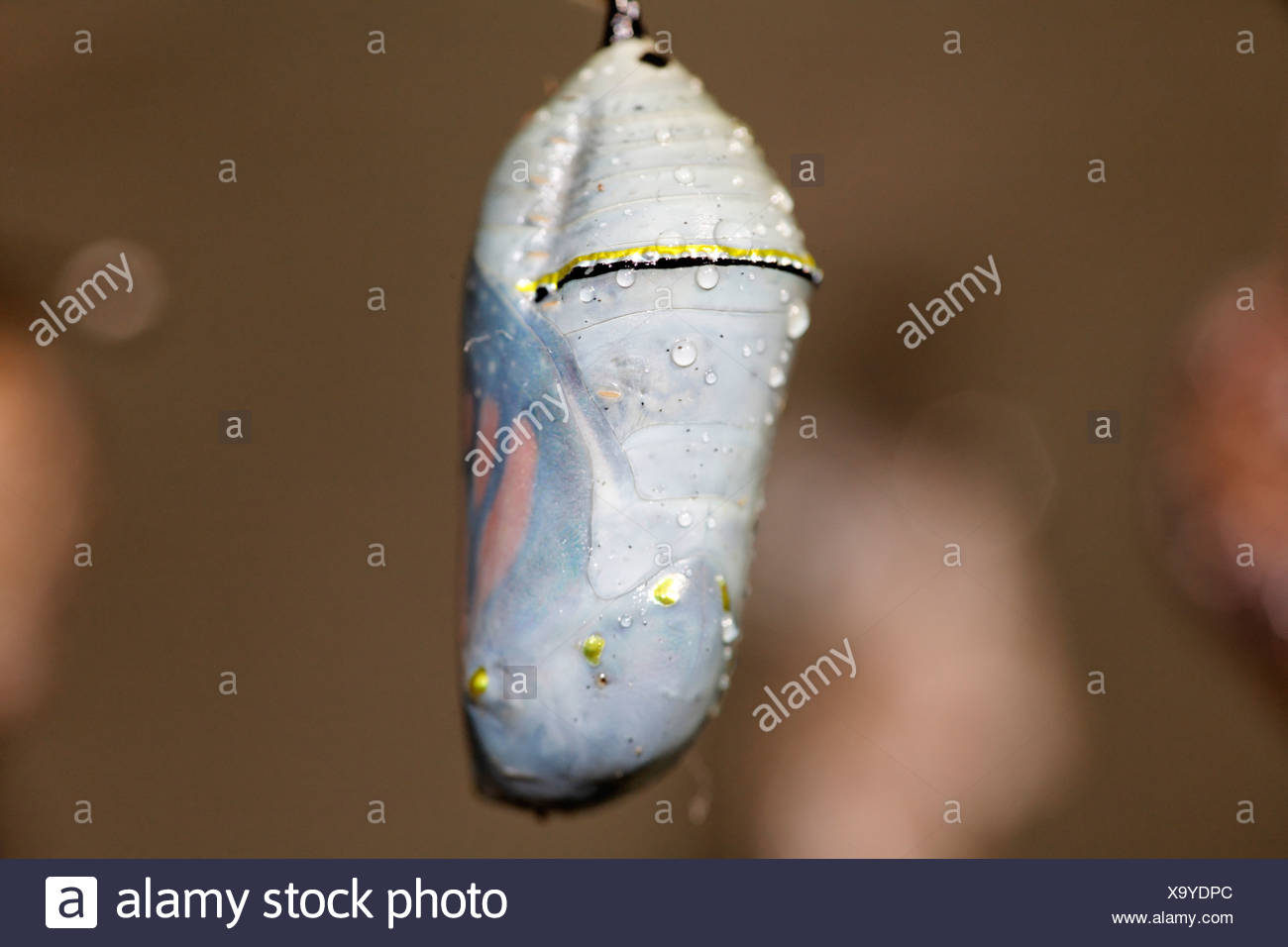 Monarch Butterfly Development High Resolution Stock Photography and ...