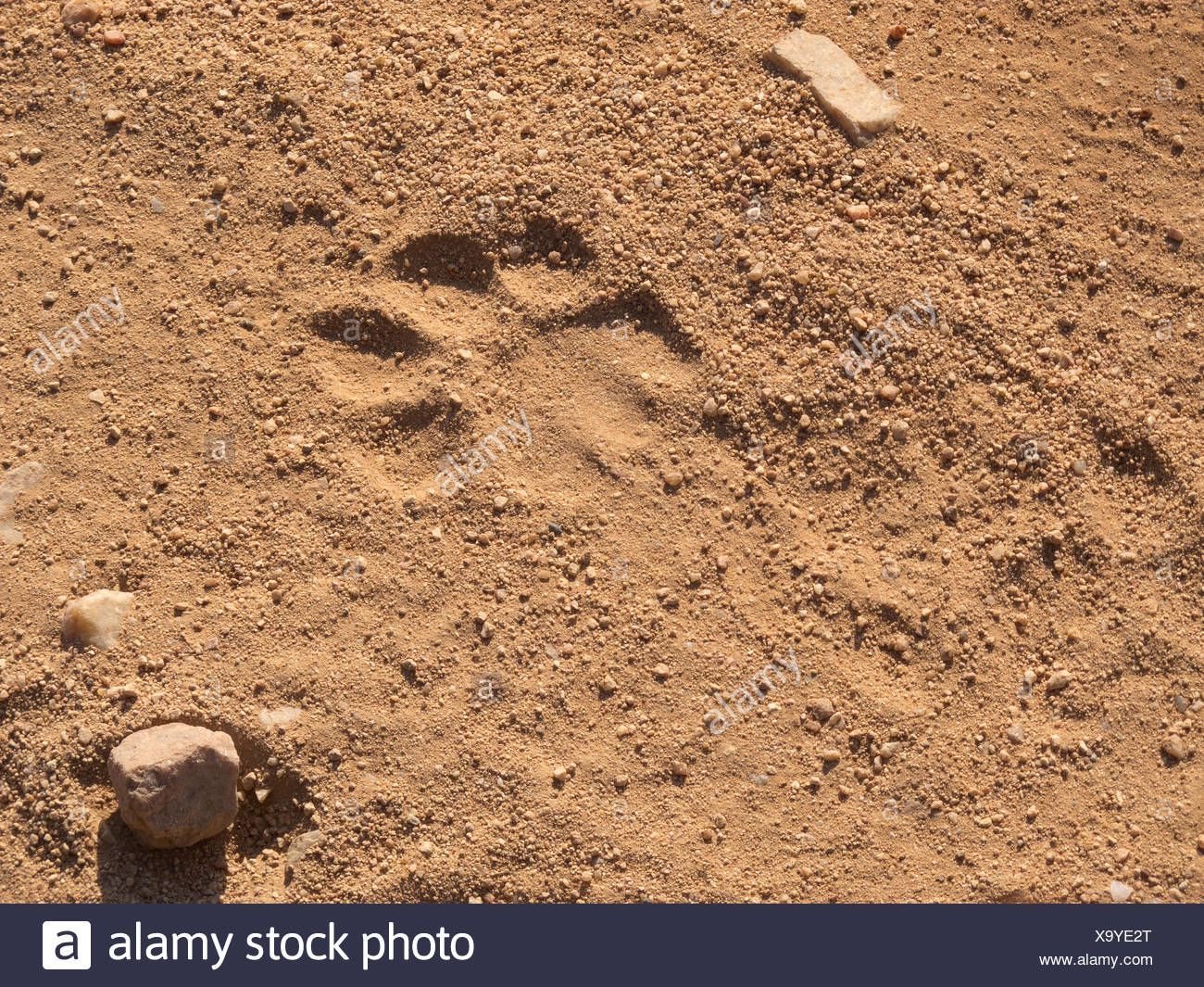 Lion Footprint Stock Photos & Lion Footprint Stock Images - Alamy