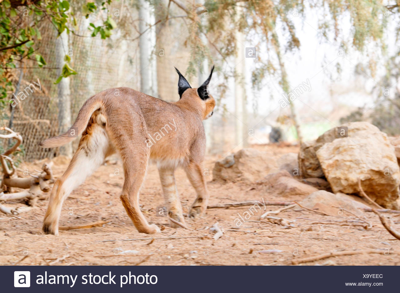 Breeding Caracal Cat High Resolution Stock Photography and Images - Alamy