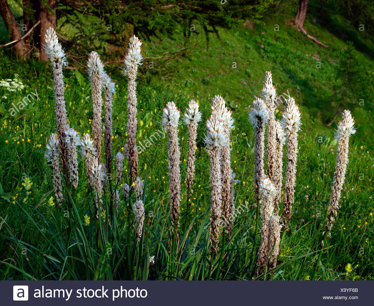 White Asphodel Asphodelus Albus Stock Photos & White Asphodel ...