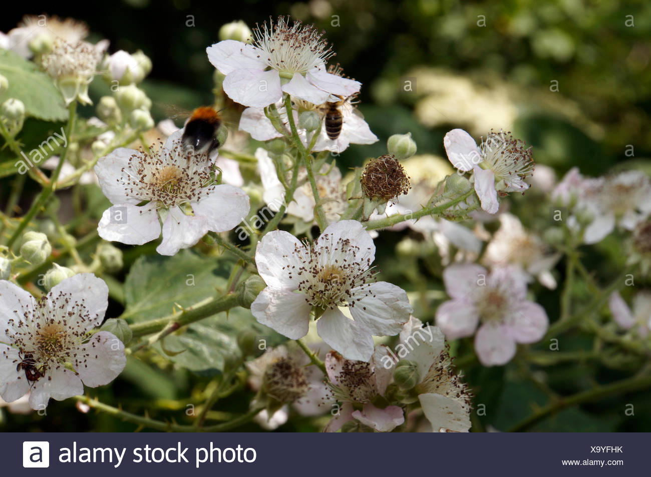 Brombeerstrauch Stock Photos & Brombeerstrauch Stock Images - Alamy