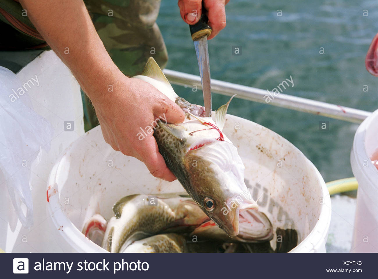 Fish Evisceration High Resolution Stock Photography and Images - Alamy