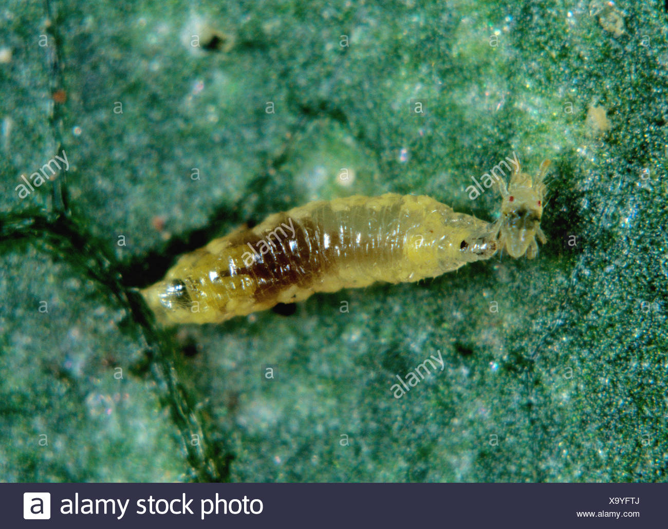 Predatory Mite High Resolution Stock Photography and Images - Alamy