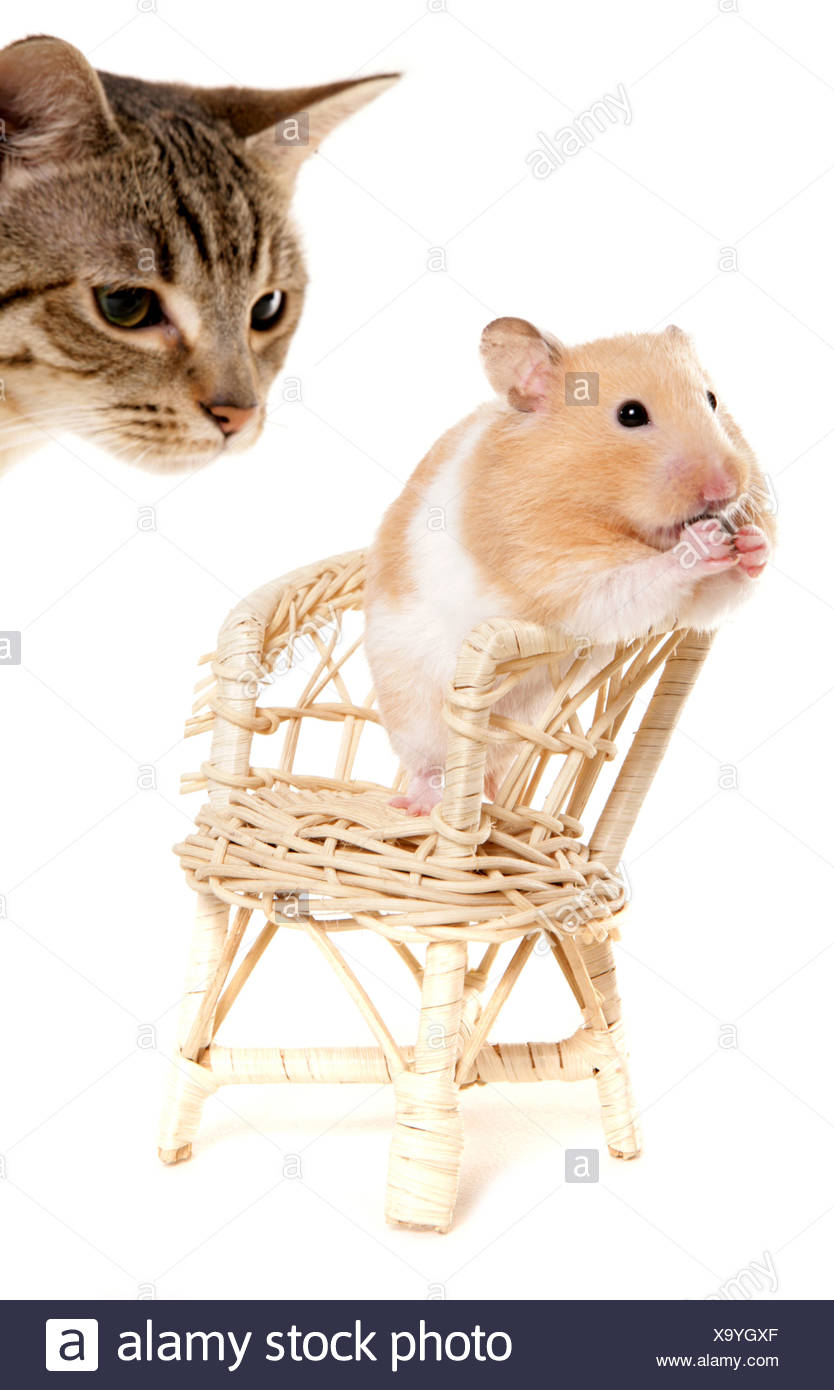 Cat Hamster High Resolution Stock Photography and Images - Alamy