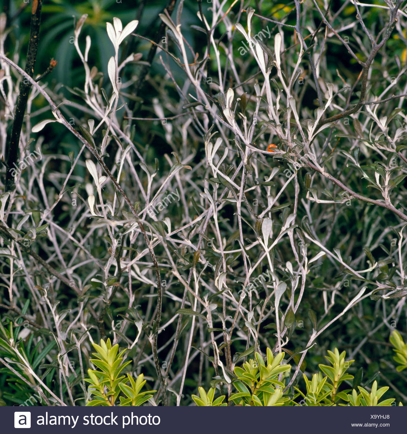 Corokia High Resolution Stock Photography and Images - Alamy