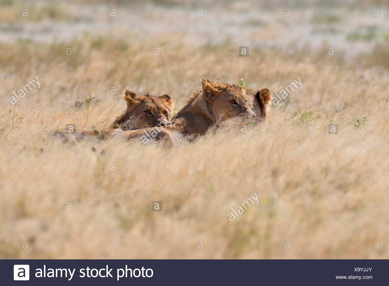 African Springbok High Resolution Stock Photography and Images - Alamy