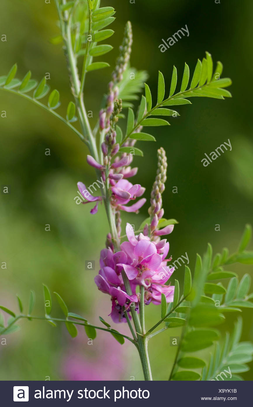 True Indigo Indigofera Tinctoria Stock Photos & True Indigo Indigofera ...