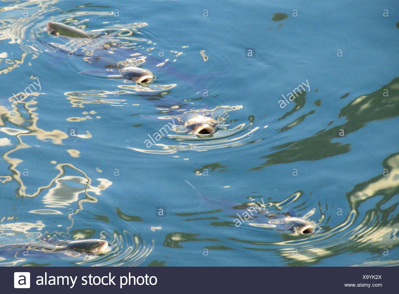 Gasping Fish High Resolution Stock Photography and Images - Alamy