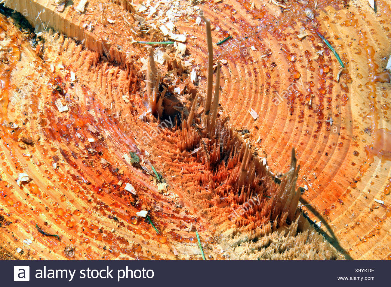 Pine Tree Cross Section High Resolution Stock Photography and Images ...