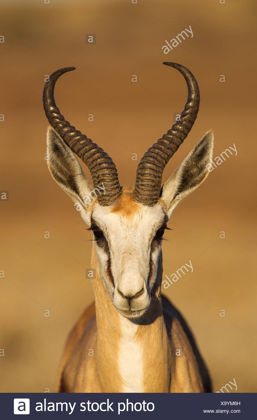 Springbok Head Stock Photos & Springbok Head Stock Images - Alamy