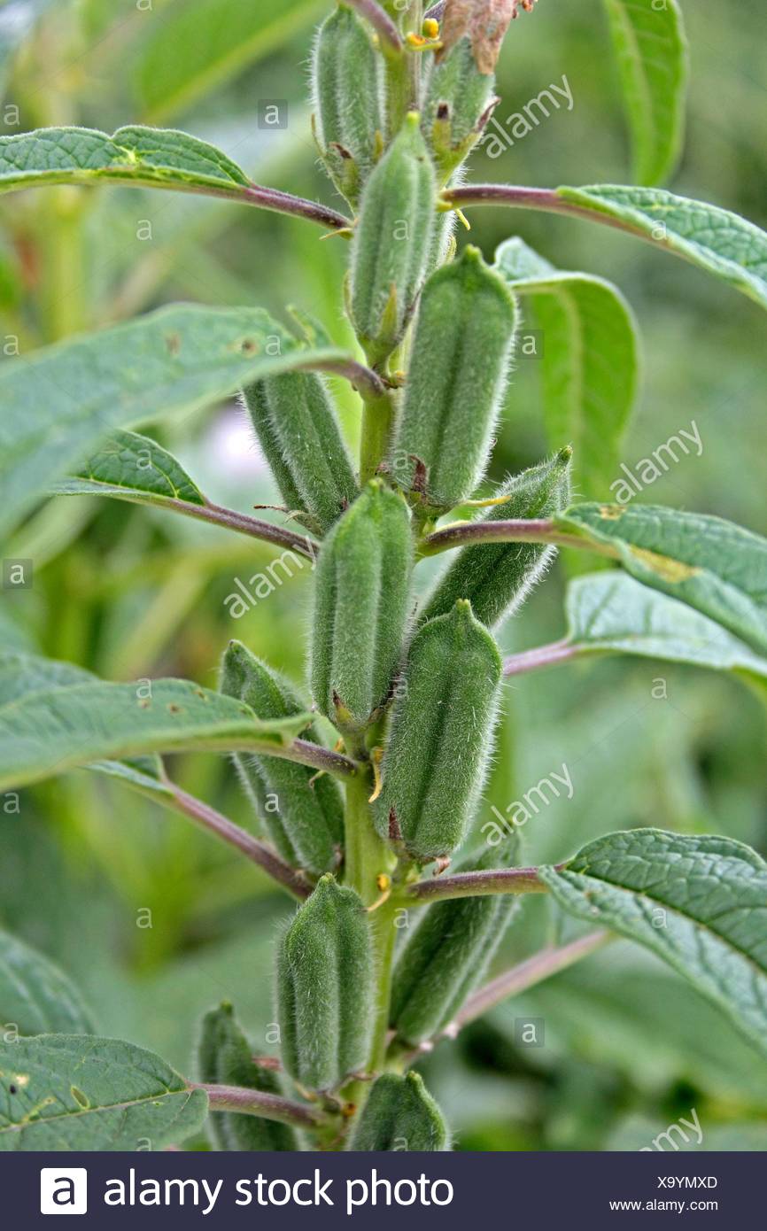 Sesame Seed Pods And Plant High Resolution Stock Photography and Images ...