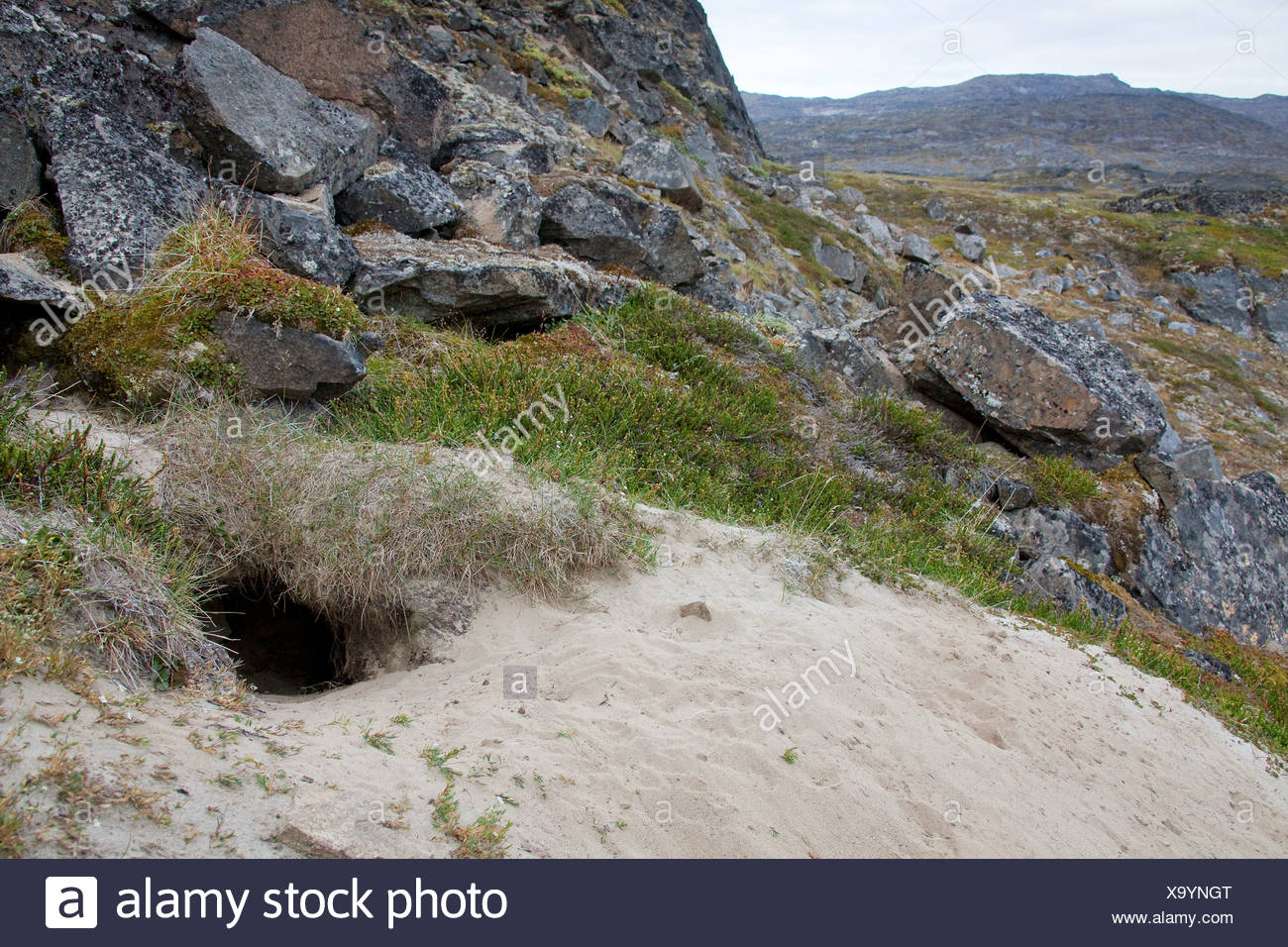 Greenland Arctic Fox High Resolution Stock Photography and Images - Alamy