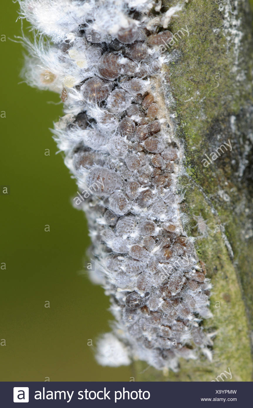 Woolly Aphids Stock Photos & Woolly Aphids Stock Images - Alamy