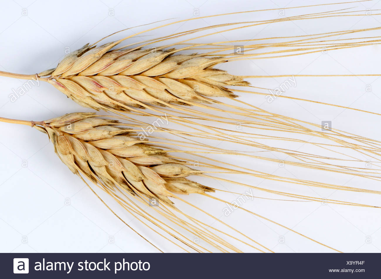 Hulled Wheat Stock Photos & Hulled Wheat Stock Images - Alamy