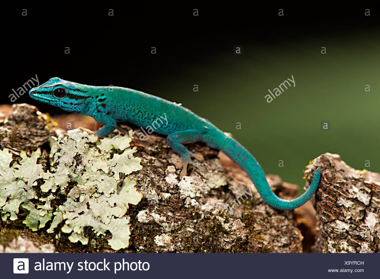 Electric Blue Day Gecko High Resolution Stock Photography and Images ...