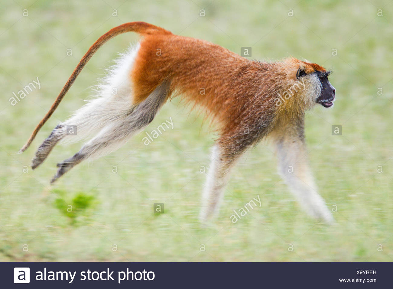 Monkey Running Stock Photos & Monkey Running Stock Images - Alamy