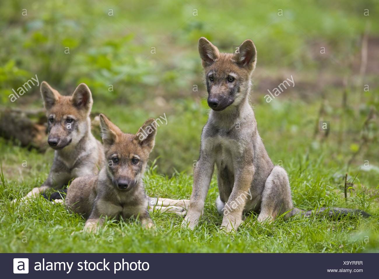 Wolf Sits High Resolution Stock Photography and Images - Alamy
